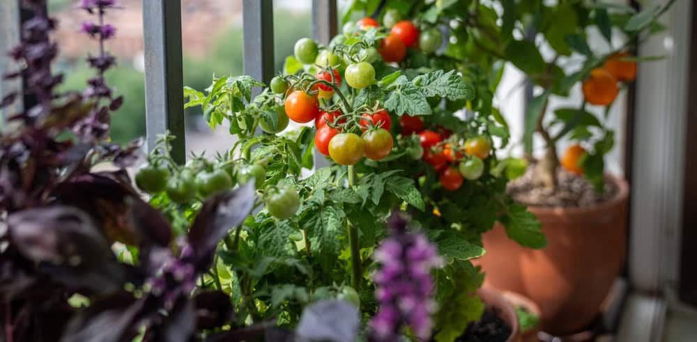 The Best Vegetables to Grow in Pots - Opulence Magazine